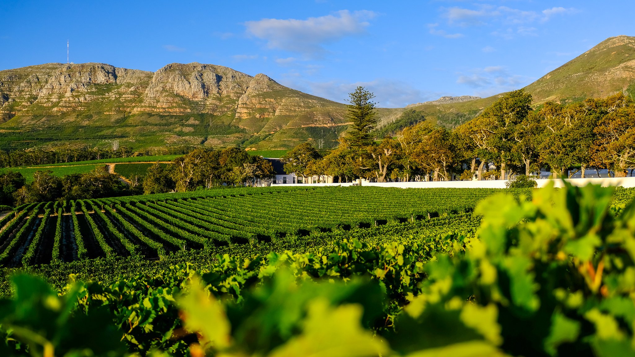Constantia Wine Tour | Book from $205 | Beyond Africa Safaris