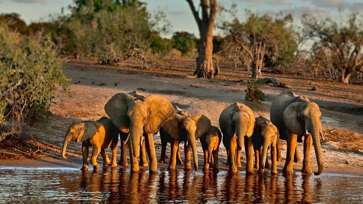 Kruger National Park Safari Tours 2025–2026 | Big Five Game Drives ...